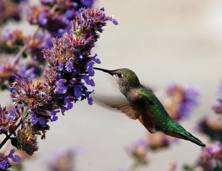 Curious Nature: Learning more about the mighty, tiny hummingbird ...